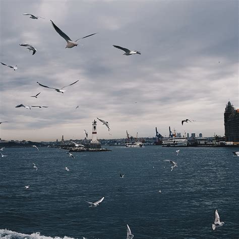 Curiosidades Que No Sabías De Las Gaviotas Revista Conecta