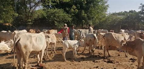 ဒီပဲယင်း မြို့နယ်တွင်၊ကျွဲ၊ နွား တိရစ္ဆာန်ရောဂါ ကာကွယ်ဆေးများ ထိုးနှံပေး Information And