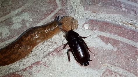 Cockroach Vs Snail Youtube