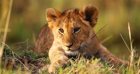 100 4k Wildlife Wallpapers