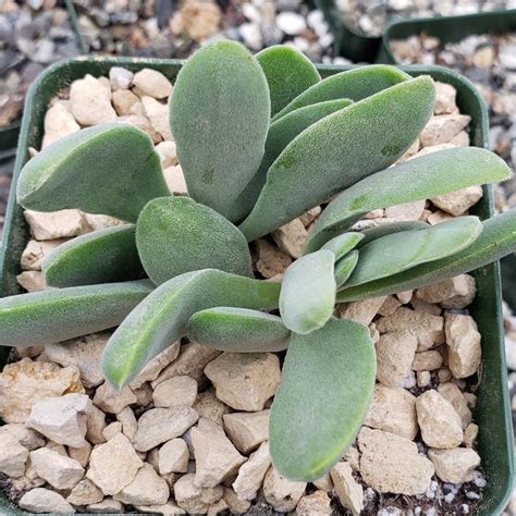 Crassula Cephalophora Plants Succulents Cactus Plants