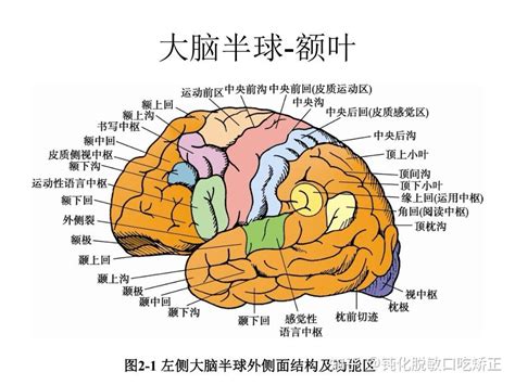揭秘口吃者的大脑：口吃是怎么在大脑发生的！ 知乎