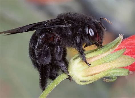 Everything You Need To Know About The Black Carpenter Bee The Pest