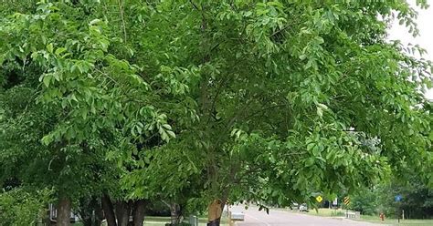 Elm With Burlap Album On Imgur