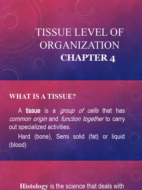 Tissue Level Of Organization Download Free Pdf Epithelium