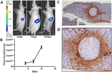An Orthotopic Pancreatic Tumor Xenograft Model In Mice A