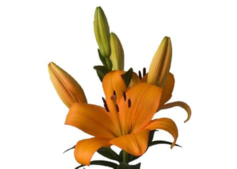 Lexclusive Hilverda De Boer Hilverda De Boer
