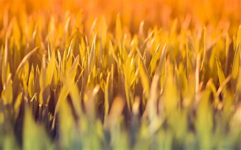 Nature Grass Macro Depth Of Field Wallpapers Hd Desktop And