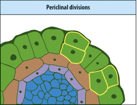 Plant Physiology Embryogenesis Flashcards Quizlet