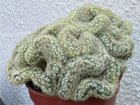Mammillaria elongata f. cristata - World of Succulents