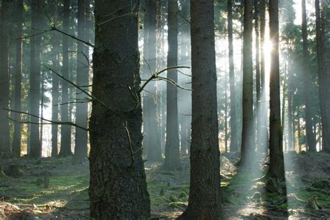 Random Forest Comment ça Fonctionne Quelles Applications