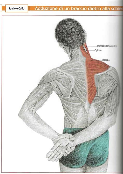 Esercizi Di Stretching Gruppo Spalle E Collo Original College Tennis