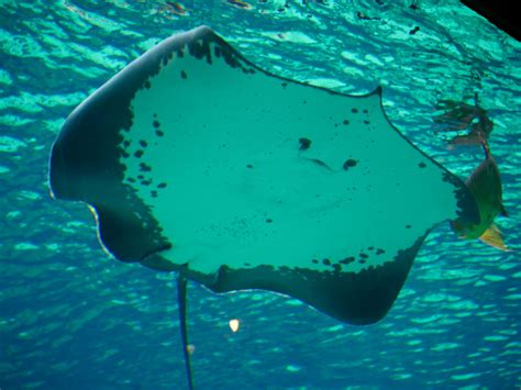 Scientists Discover Record Breaking Stingray Weighing Over 650 Pounds
