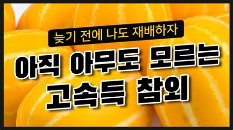 더기반 저온기에도 괜찮은 참외재배를 보이고 있는 품종 누리꿀 이야기 Youtube