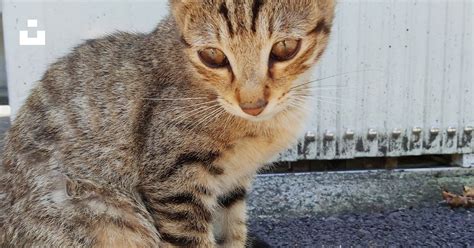땅에 앉아있는 고양이 사진 Unsplash의 무료 걱정하다 이미지