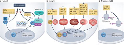 Nat Biotech 癌症中p53的药物治疗 一种蛋白，多个靶点 知乎