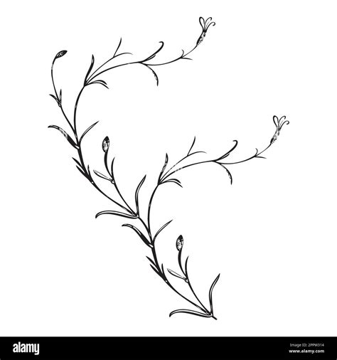 Botanical Hand Drawn Plant Bouquet Isolated On Background Spring