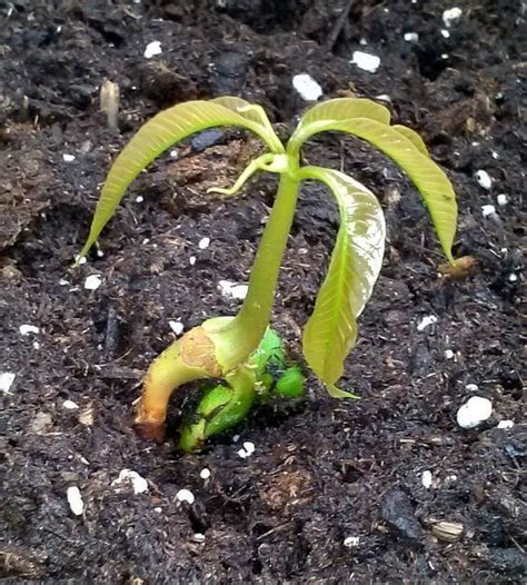 Plant Mango Seed Step By Step Guide For Successful Harvest Planting