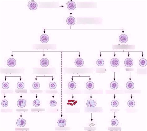 Hematopoiesis Diagram