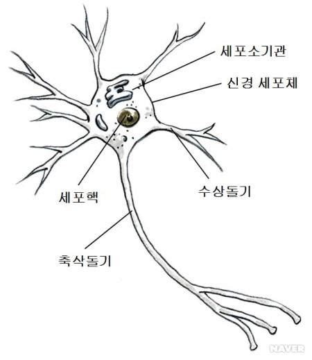 간질 발작 때 뇌 신경세포에서 무슨 일이 벌어질까 연합뉴스