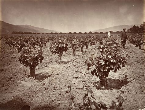 Las Winemaking History Dates Back 200 Years And Its Still Alive Today