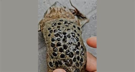 The Astonishing Birth Of The Surinam Toad Natures Living Nursery