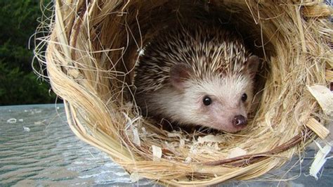 Best Small Exotic Pets At Naomi Marshall Blog