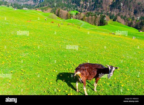 Goat Herd Swiss Alps Hi Res Stock Photography And Images Alamy