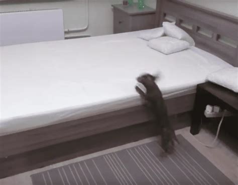 Dackel liebt sein Bett über alles Jedes Mal wenn er drauf darf hat er diese krasse Reaktion