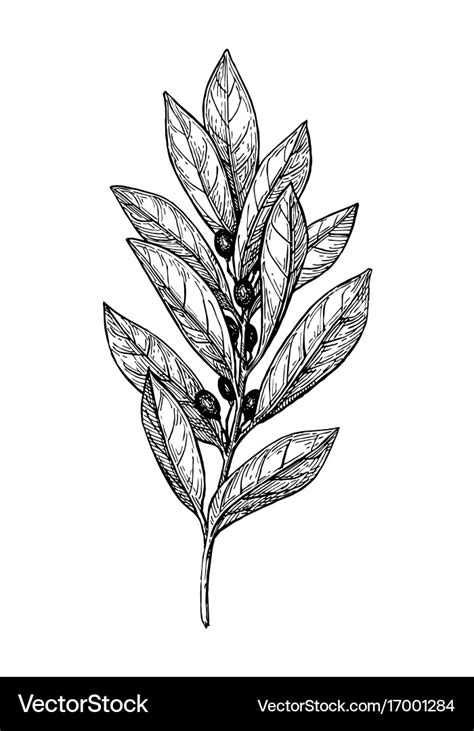 Bay Laurel Ink Sketch Royalty Free Vector Image