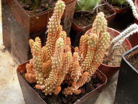 Суккулентные растения, Петр Лапшин, каталог для заказа - succulents by ...