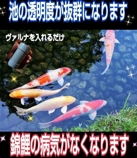 池の水がきれいになります ヴァルナ池用 病原菌や感染症など有害物質を強力抑制 透明度が抜群に 池に入れるだけ 病気がなくなります 錦鯉 売買