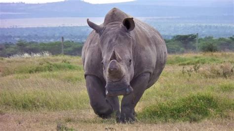The Northern White Rhino Is Likely To Be Extinct In The Wild However