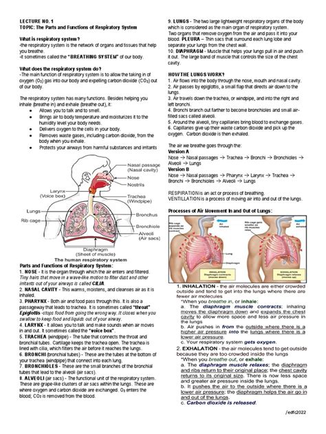 Lecture 1 Respiratory System Pdf Respiratory Tract Respiratory