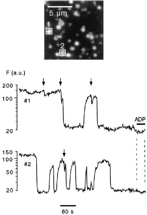 Figure 1 From Imaging The Permeability Pore Transition In Single