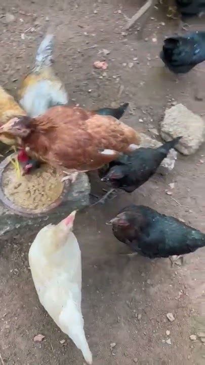 ගං කුකුල්ලු අඩුවට Youtube