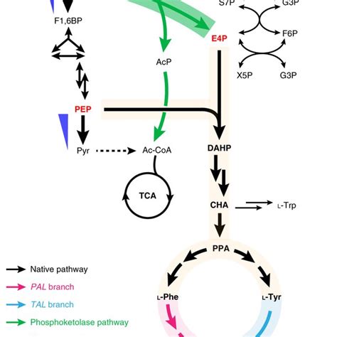 Pdf Rewiring Carbon Metabolism In Yeast For High Level Production Of