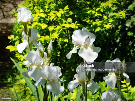 밝은 녹색 조경 정원의 배경에 흰색 아이리스 게르마니카 또는 수염 아이리스 아름다운 흰색 매우 큰 머리의 홍채 선택적 초점 0명에 대한 스톡 사진 및 기타 이미지 Istock