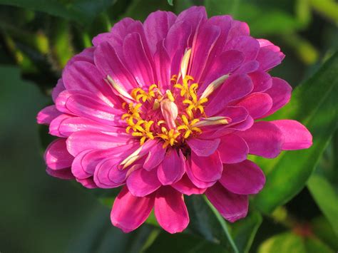 Growing Zinnia Flowers Easy Plants For Your Landscape And Containers