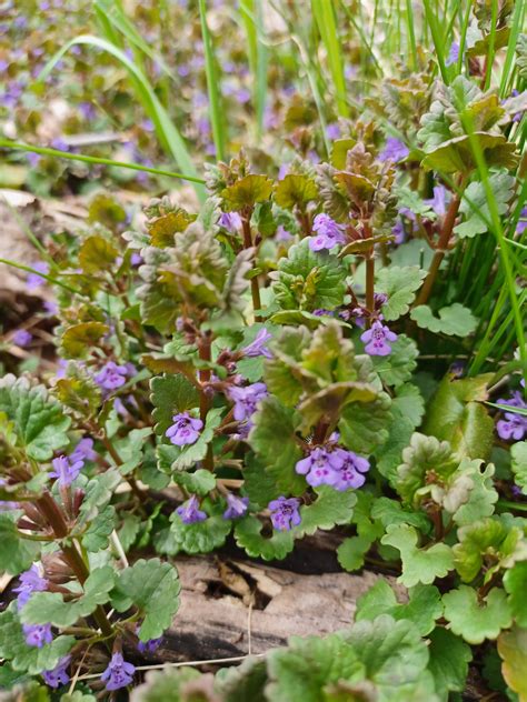 Roadside Field Notes