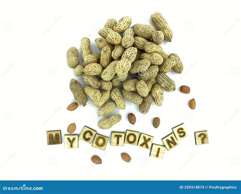 Aflatoxin Is Contaminated In Crushed Peanuts That Have Fungi Stock