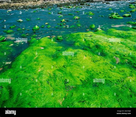 Green Algae A Mass Of Hair Like Green Algae Chlorophyta Half