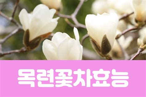 목련꽃차효능 호흡기 질환에 약재로 사용되는 네이버 블로그