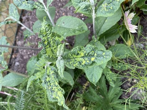 Buddleia Disease — Bbc Gardeners World Magazine