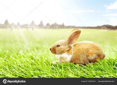 Little Bunny Sitting Grass Field Trees Blue Sky Background Happy