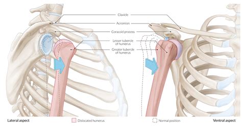 Coracoid Process Of Humerus