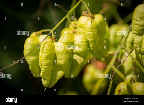 Chinese Lantern Tree Seed Pods Green Close Up Stock Photo Alamy