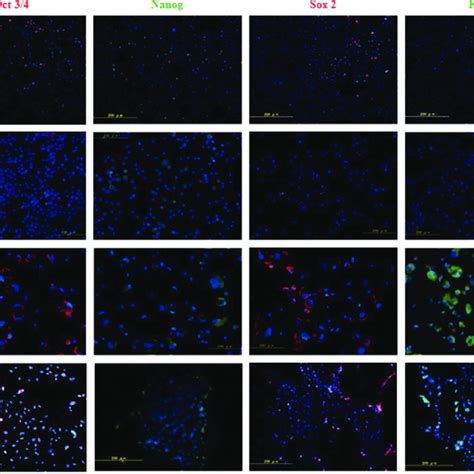 Flow Cytometric Analysis Of Msc Markers Cd105 Cd73 Cd90 And Neural