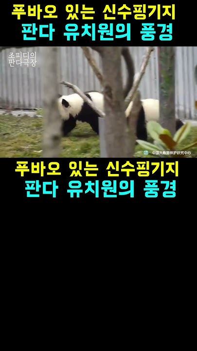 한국농수산tv 푸바오가 있는 신수핑기지 깜찍한 유치원의 풍경 Youtube