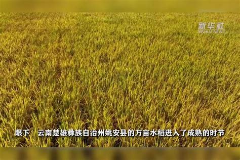 云南姚安稻田金黄 丰收正当时 姚安 稻田 云南